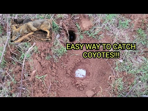 SUPER EASY WAY TO CATCH COYOTES! ( MOUSE HOLE SET! ) - YouTube