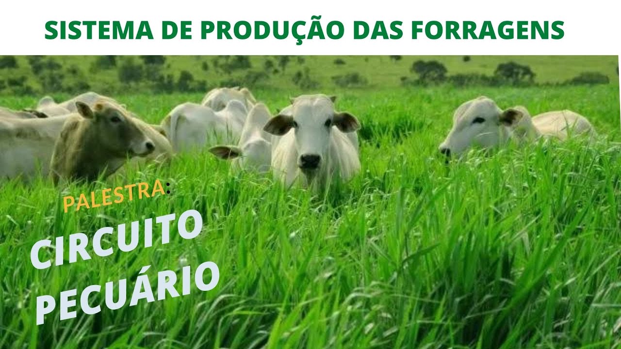 SISTEMA DE PRODUÇÃO DE FORRAGEM - MINI PALESTRA. CIRCUITO DA PECUÁRIA ...