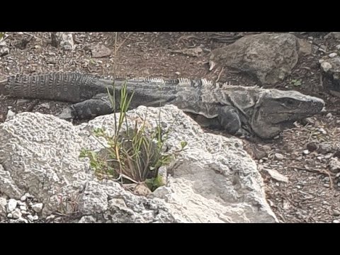 Finding wild iguanas hiding in mayan ruins They like to sunbathe then ...
