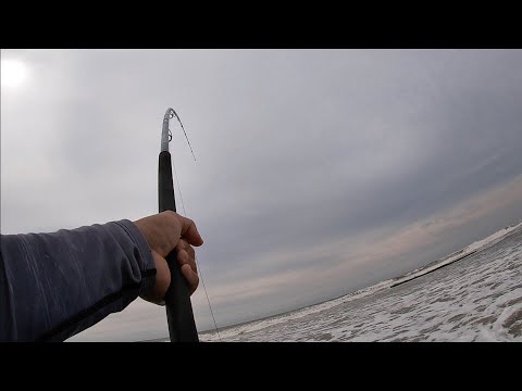 Black Mussel Cracker - YouTube