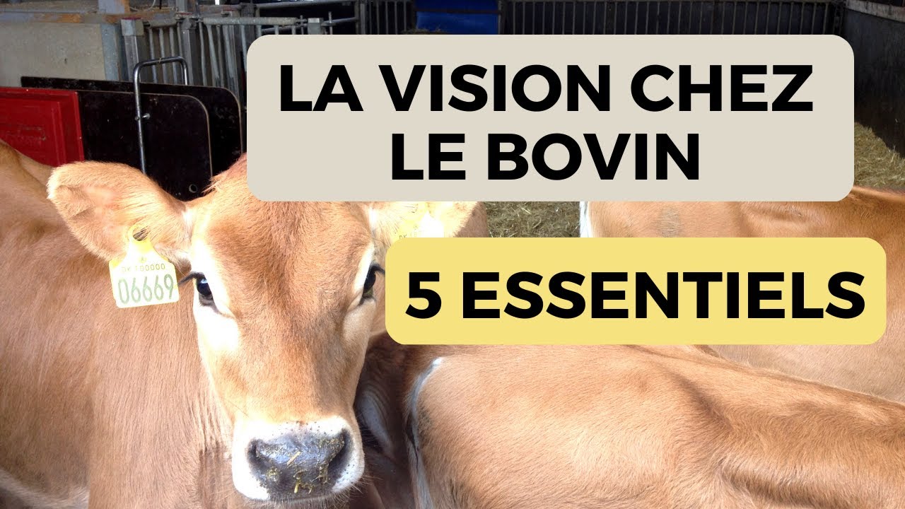 5 essentiels sur la vision de la vache - YouTube