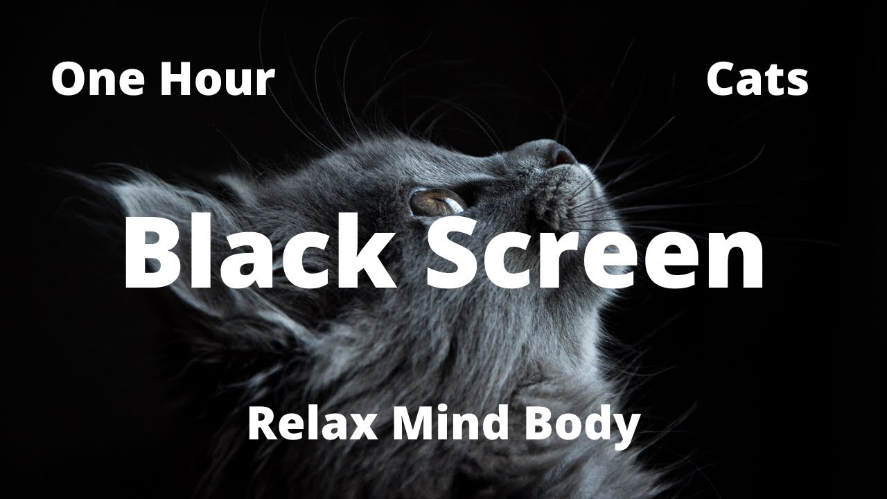 Black Screen Cats Meditation Music - Relax Mind Body - To Sleep - One ...