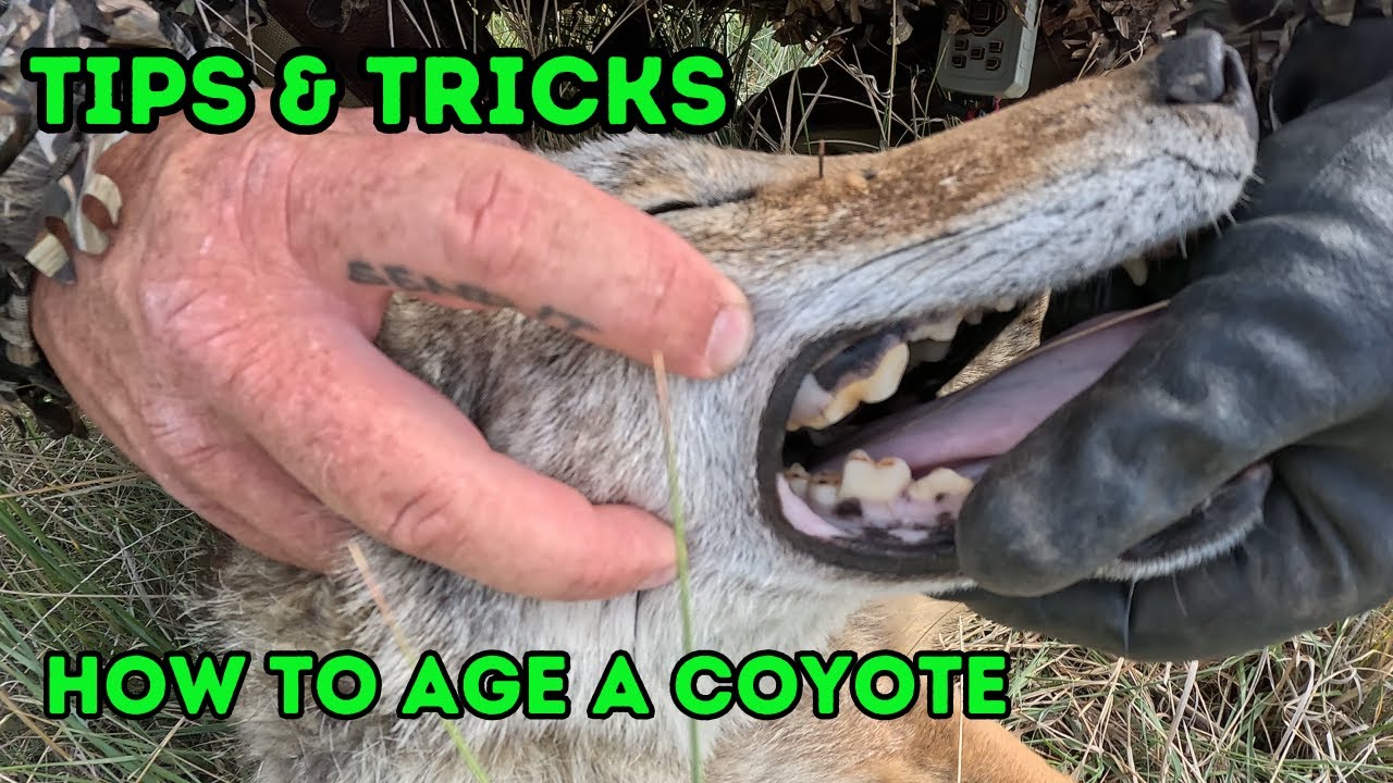 How to age a coyote - Predator Academy - YouTube