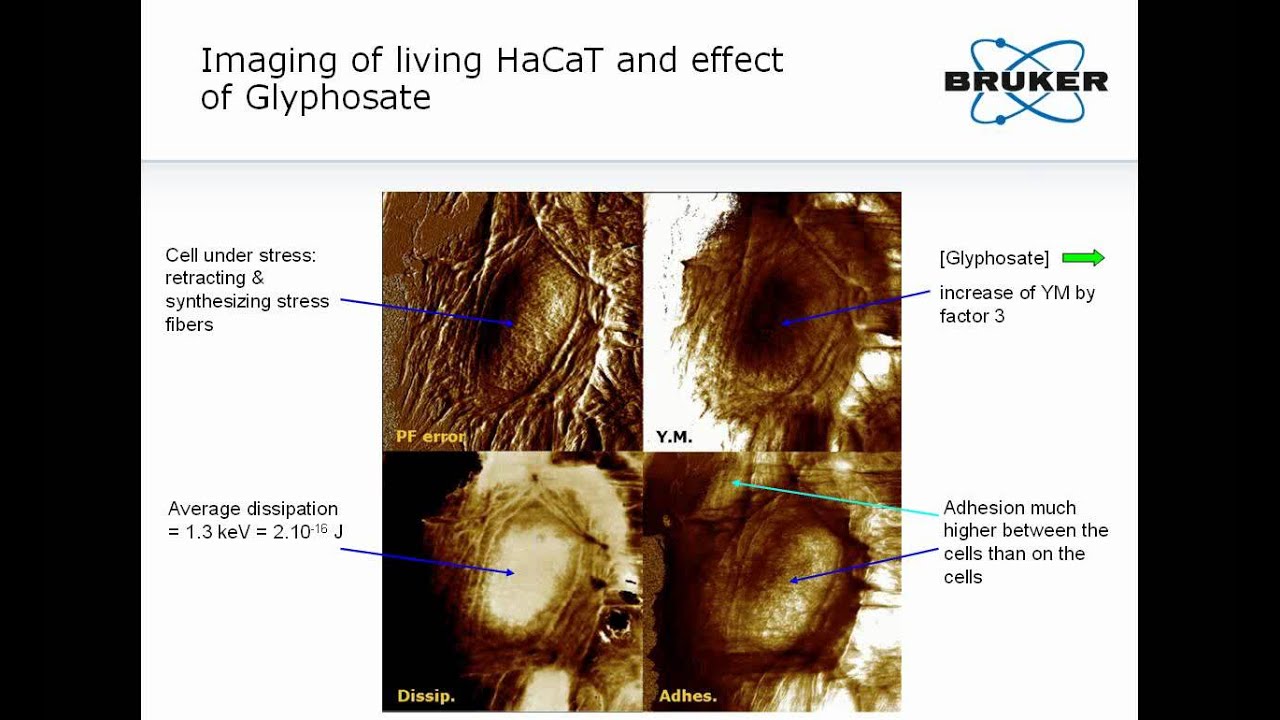 AFM | Quantitative Imaging of Biological Samples by PeakForce QNM ...