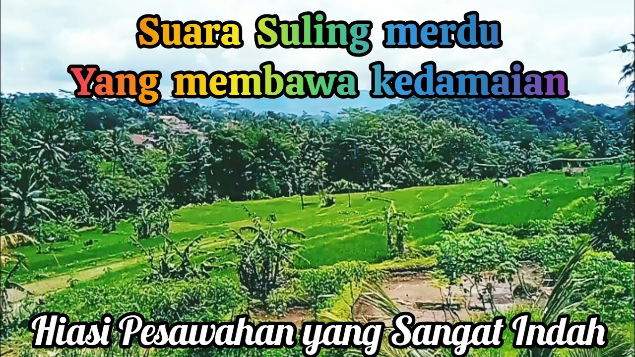 Suling Sunda Termerdu Hiasi Sawah Sunda yang Indah dan Rumah di Pinggir ...