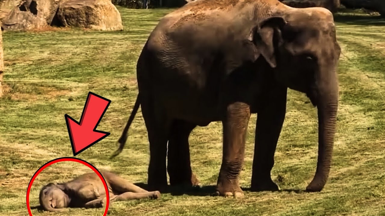 Young Elephant Collapsed Suddenly. What Its Mother Did Next Will Leave ...
