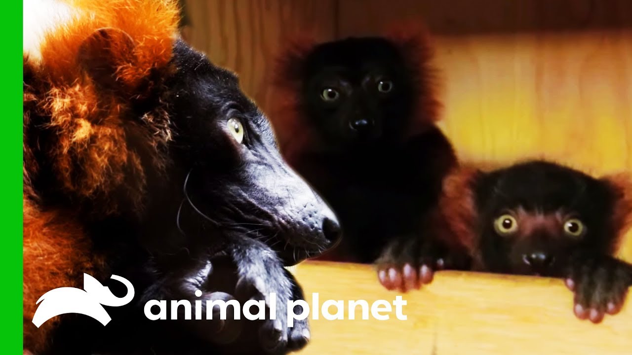 Baby Red Ruff Lemurs Get Ready To Go On Exhibit | The Zoo - YouTube