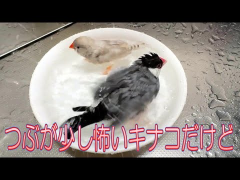2025.6.26水浴びしている文鳥に気付き一緒に水浴びするキンカチョウ A zebra finch notices a Java sparrow bathing and joins in ...