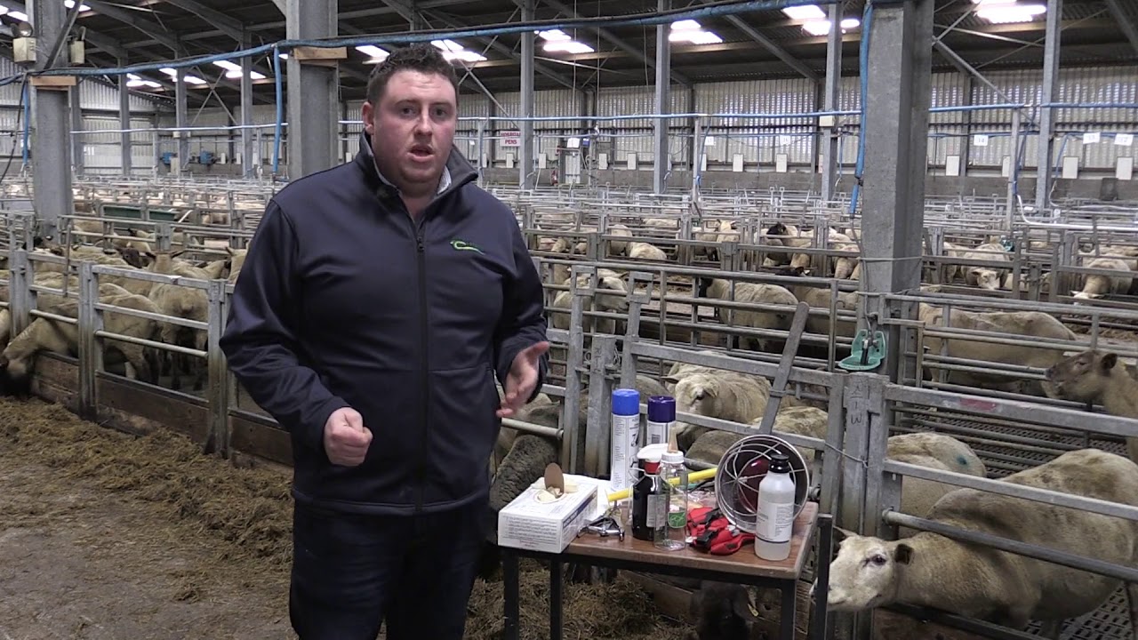 SheepNet solution: Preparation of a lambing inventory - YouTube