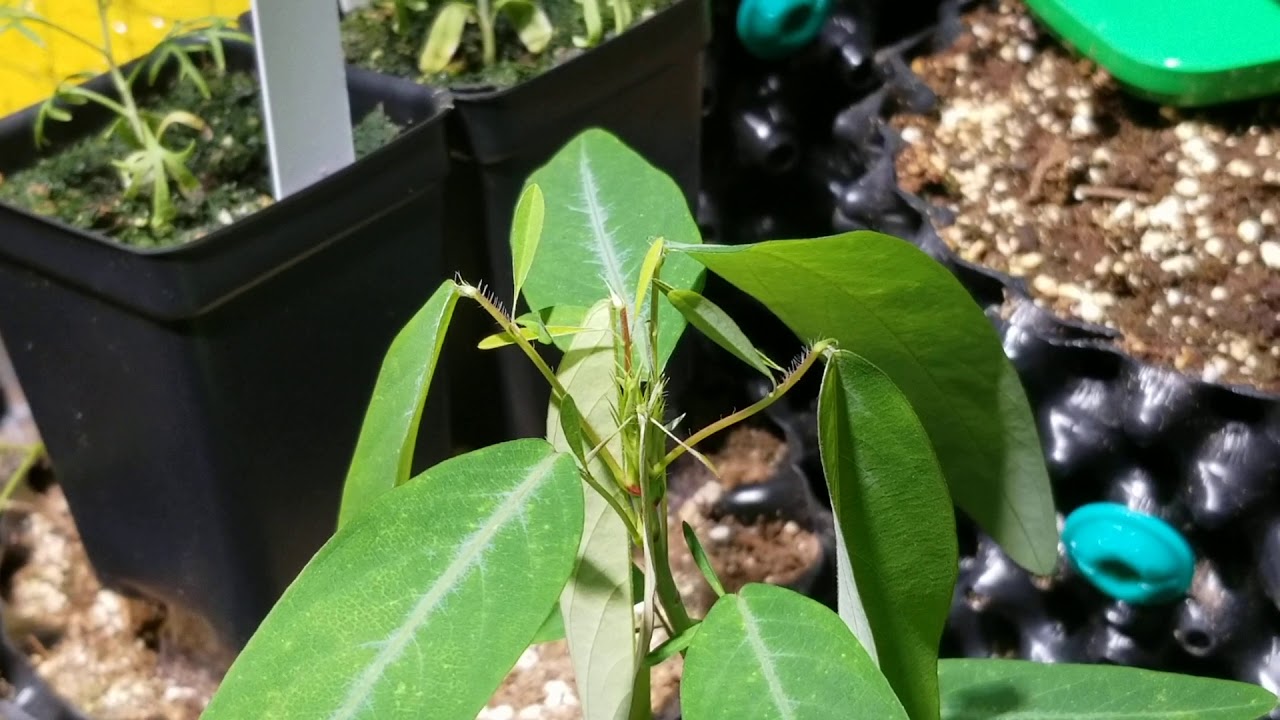 Telegraph plant in real time - YouTube