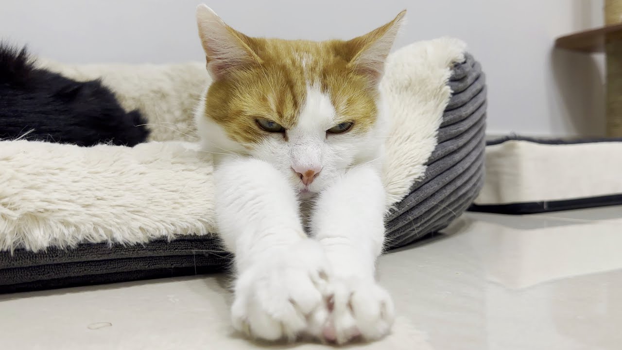 Relaxing Cat Video - YouTube