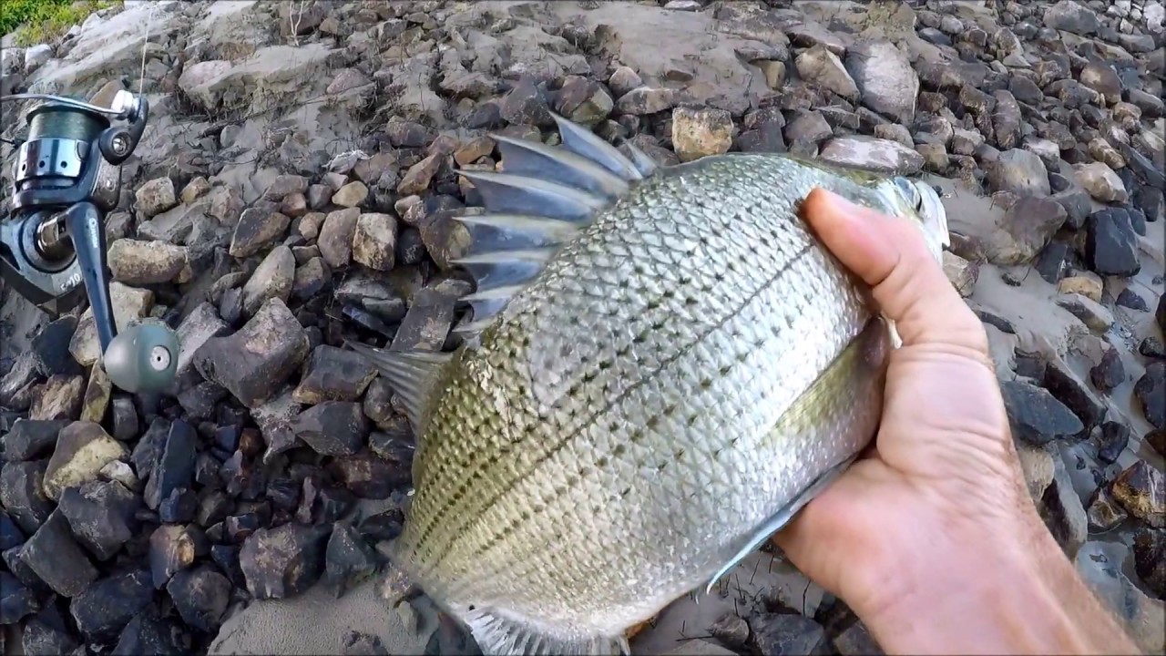 River Fishing, Addressing Elephants, and The Future - YouTube