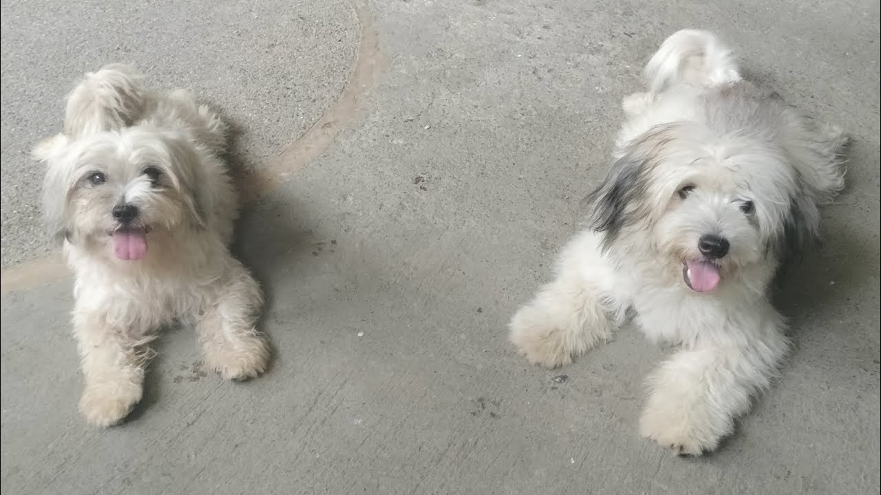 Nutrichunks Alphapro for my baby dogs - YouTube