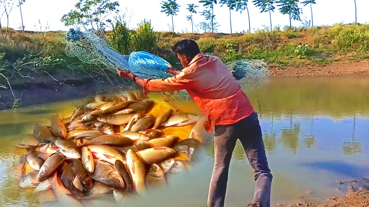 Best cast net fishing #fishtrap #youtubeshorts #shortvideo #how to ...
