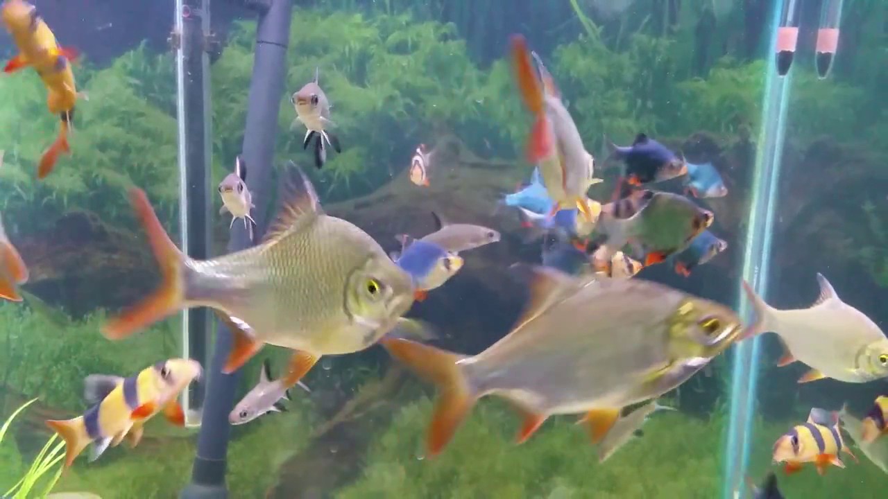 Tiger Barbs and Tin-Foil Barbs #7 - YouTube