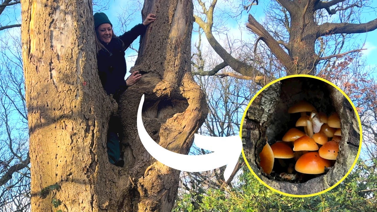 Late Winter Foraging for Wild Food, Mushroom Jackpot! - YouTube