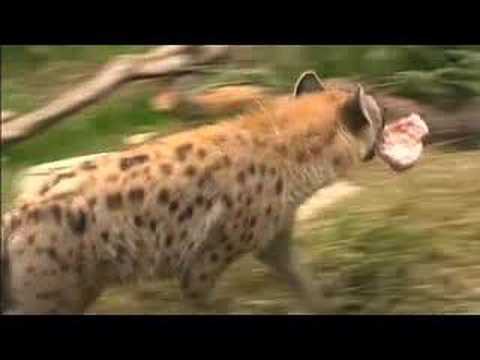 SEEING SPOTS? SPOTTED HYENAS DEBUT - YouTube