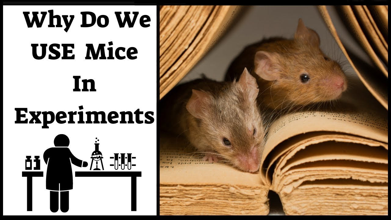 Why Do We Make Experiments On Mice - YouTube