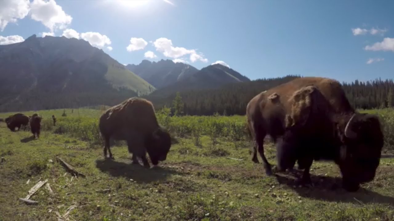 Des bisons sauvage bientôt en liberté - Parc national Banff - YouTube