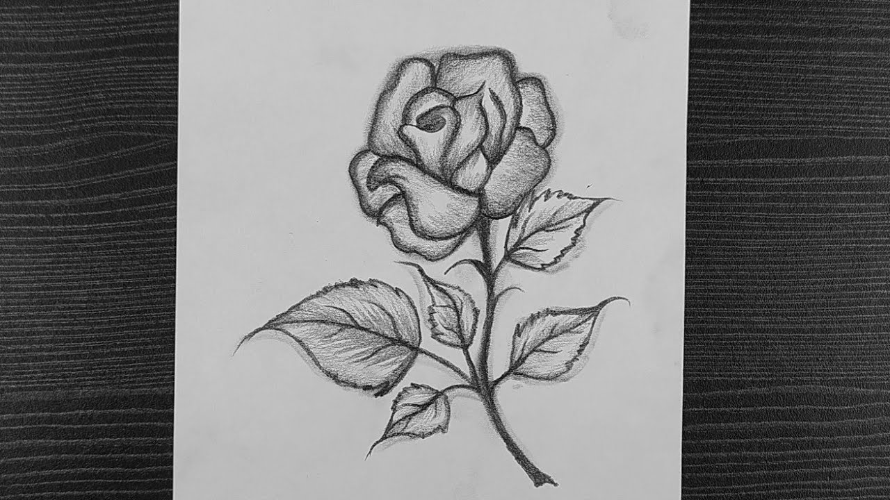 How To Draw A Rose With Pencil Sketch || Realistic Rose Pencil Drawing ...