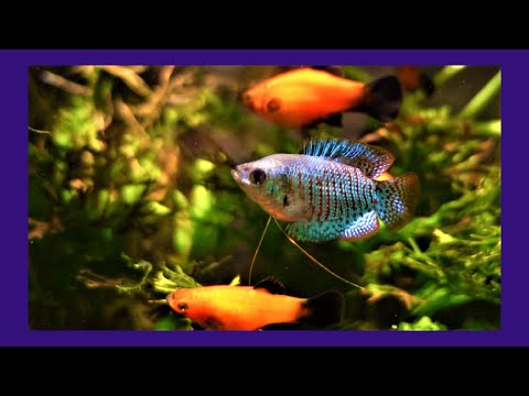 Neon Blue Dwarf Gourami - YouTube