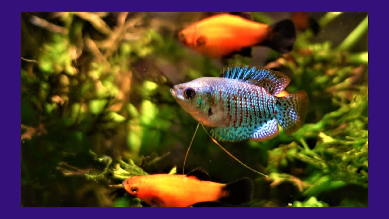 Neon Blue Dwarf Gourami