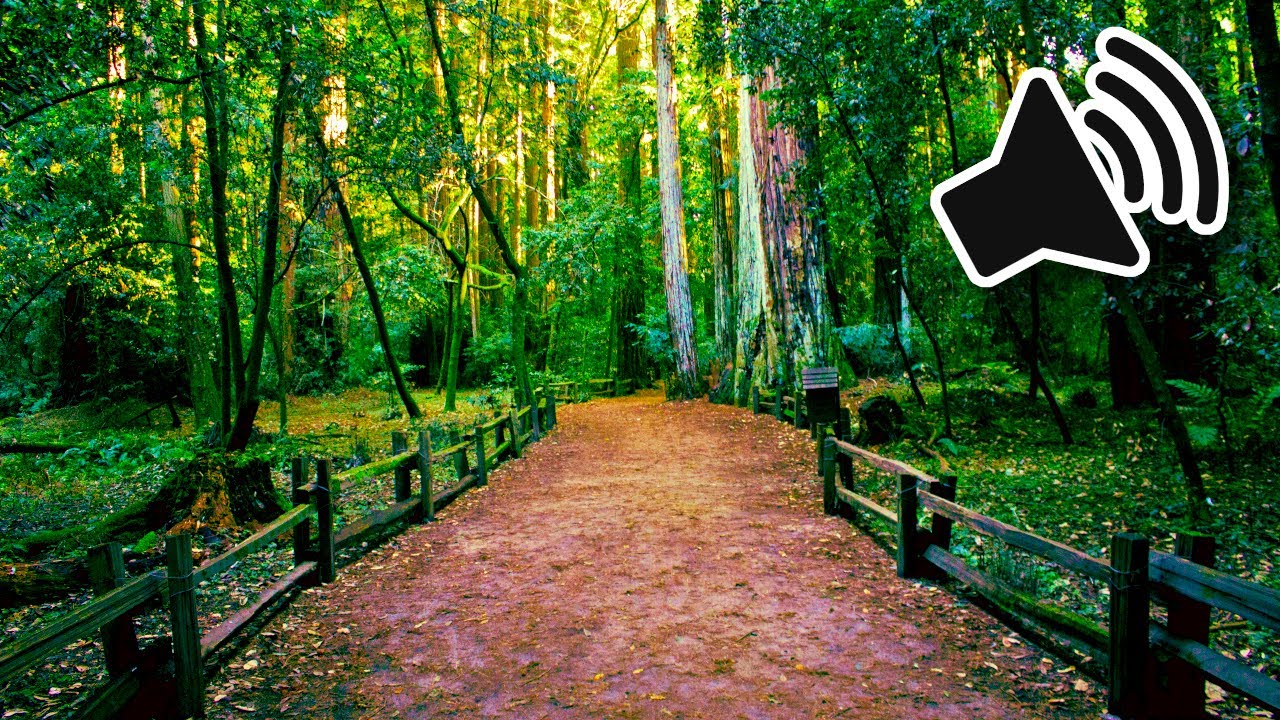 Walking on a Leafy Path Sound Effect | ROYALTY FREE SFX - YouTube