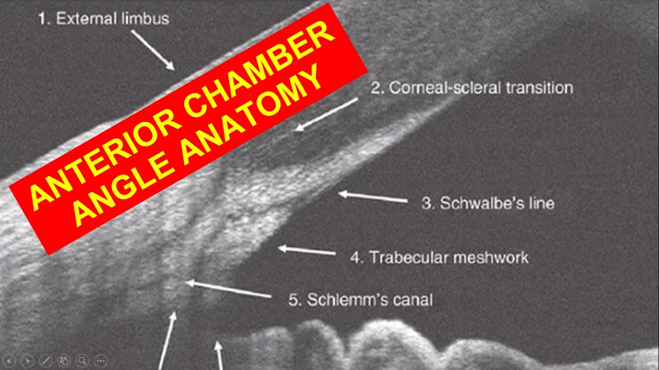 Anatomy Of Anterior Chamber Angle | Eye Anatomy - YouTube