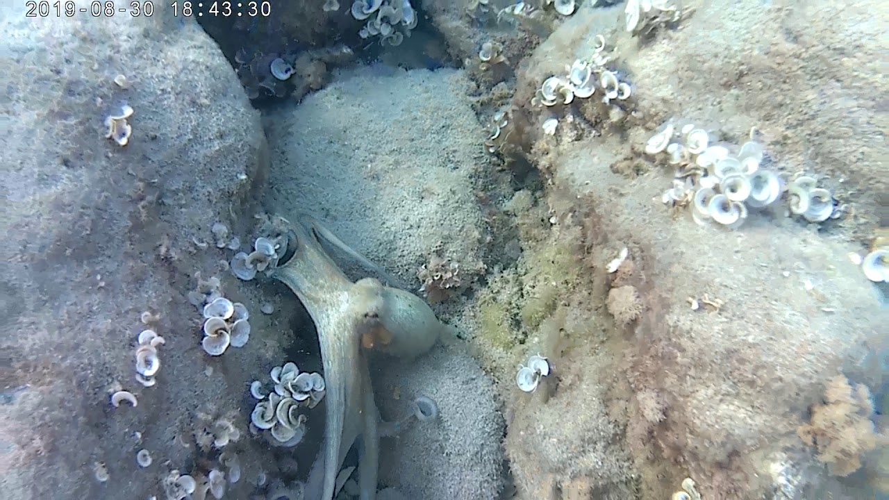 Pulpo comun (octopus vulgaris) - YouTube