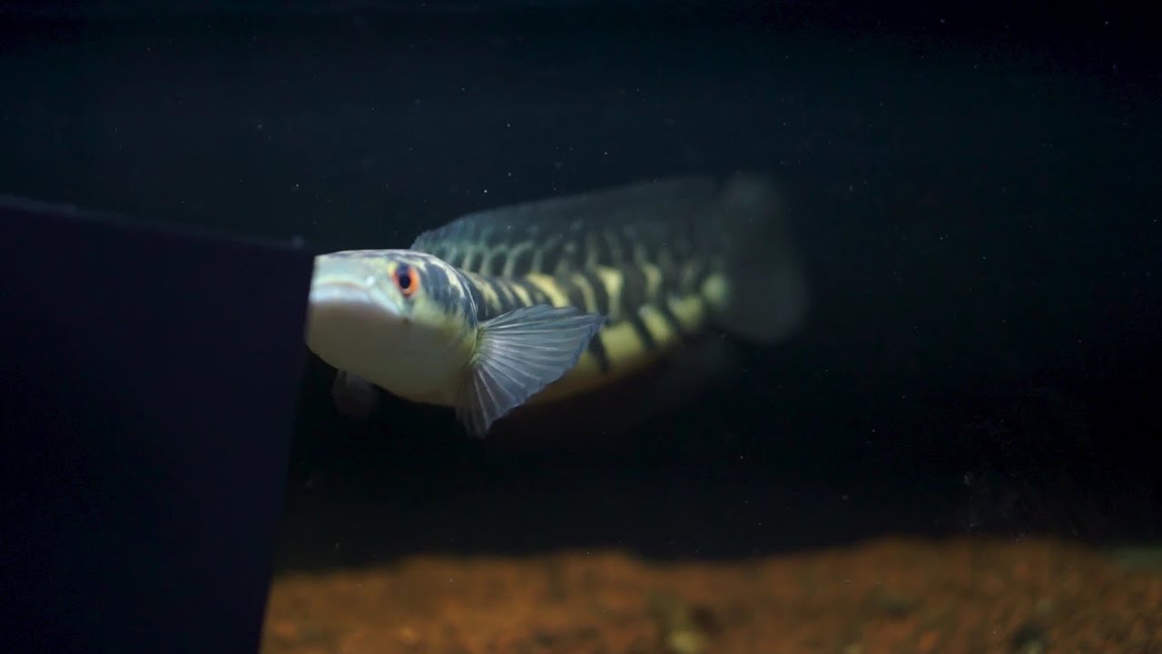 channa Maru yellow sentarum - YouTube