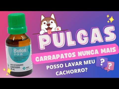 BUTOX | COMO ACABAR COM AS PULGAS E CARRAPATOS