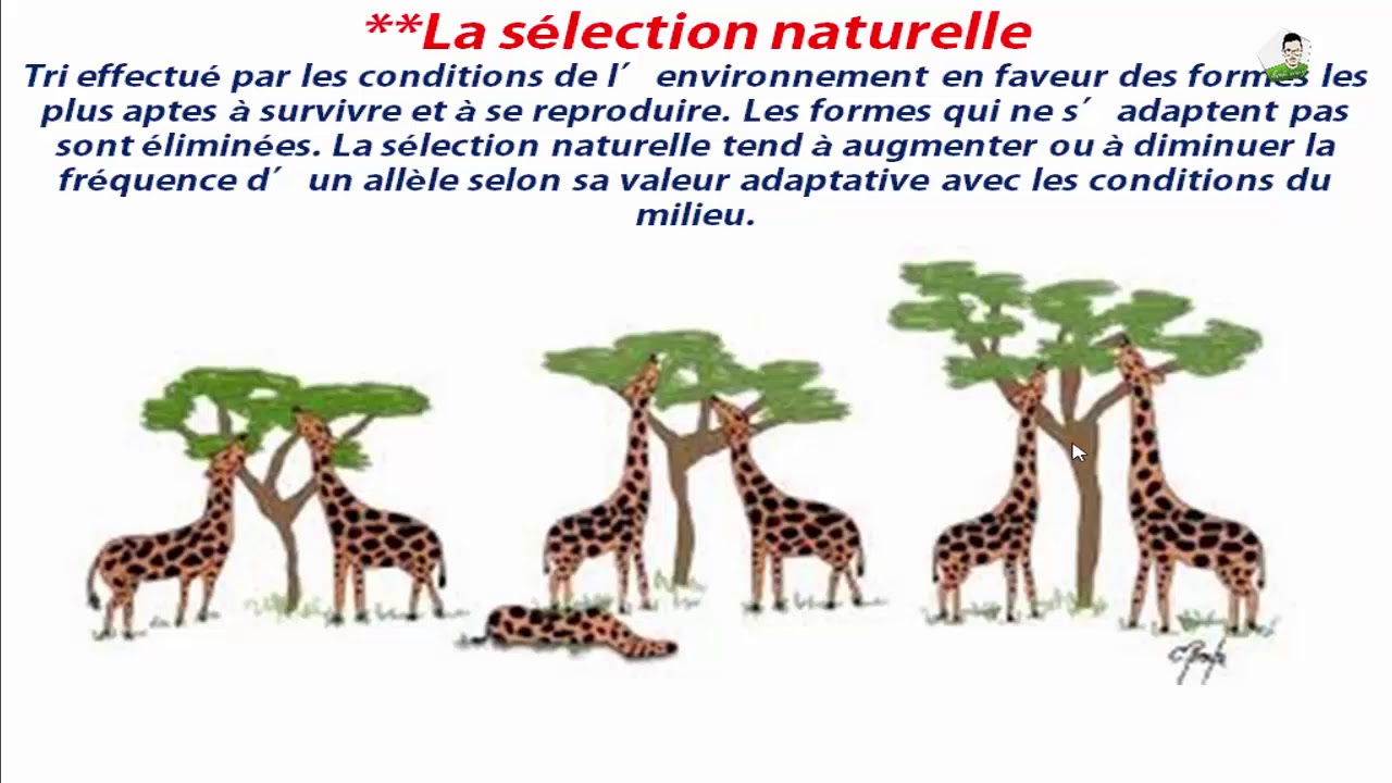 03- les mécanismes d 'évolution : évolution biologique : Bac Tunisie ...