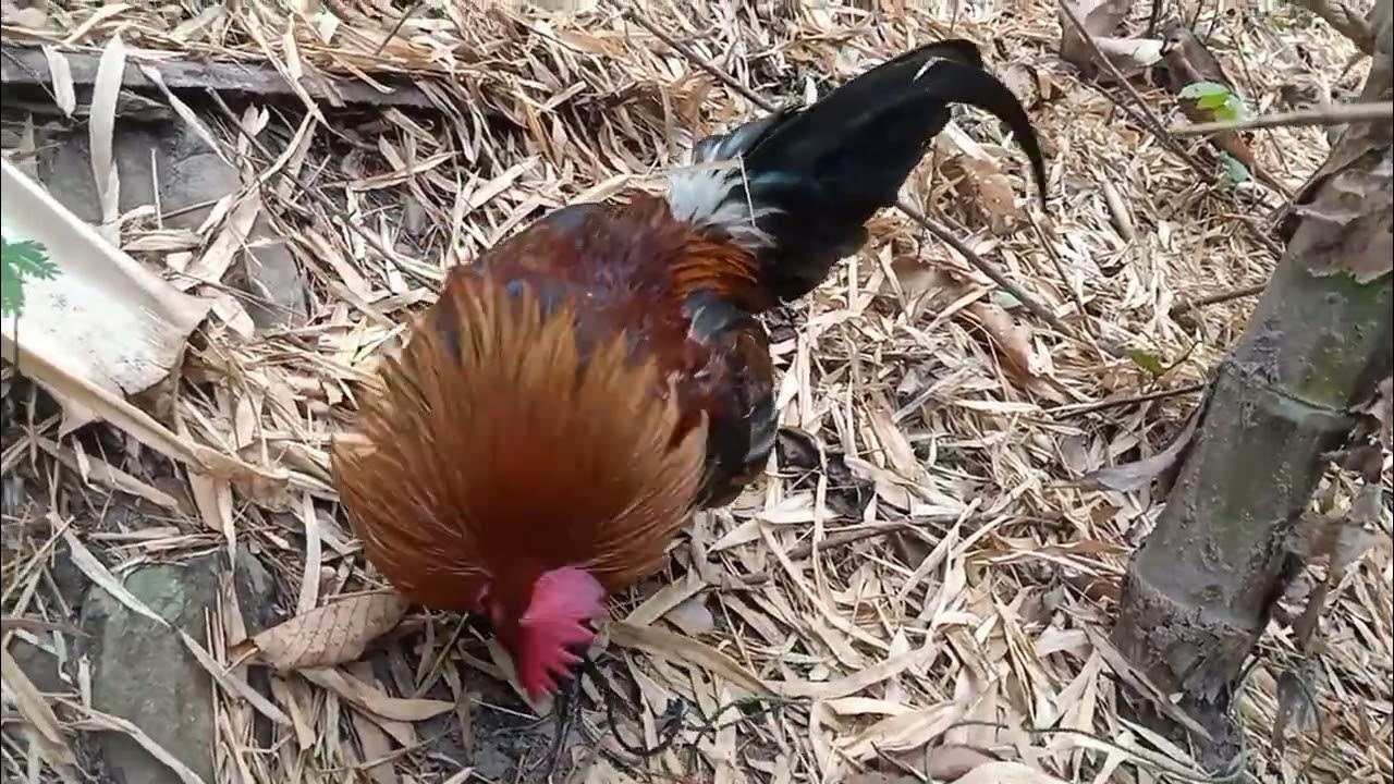 yos hav zoov dib qaib qus lom zem tiag tiag - YouTube