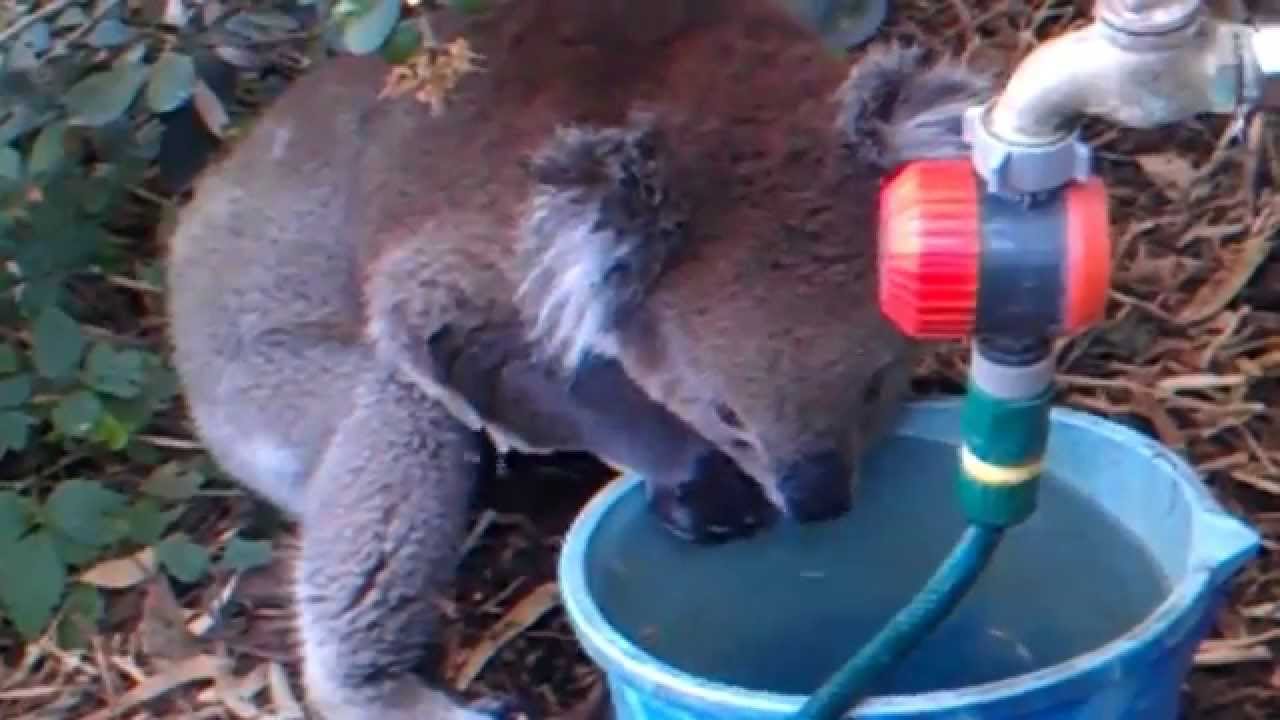 Thirsty Koala with wet forearms, tiny pink tongue lapping the water ...