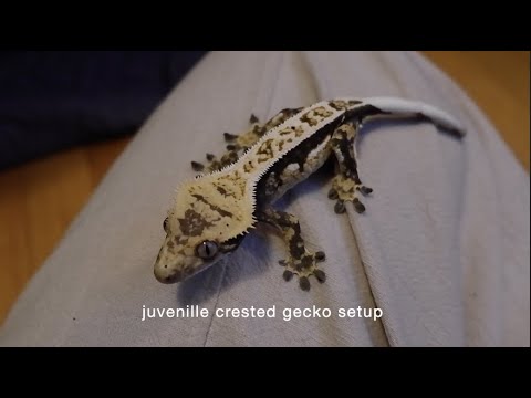 Aesthetic Crested Gecko Setup for juvenille - YouTube