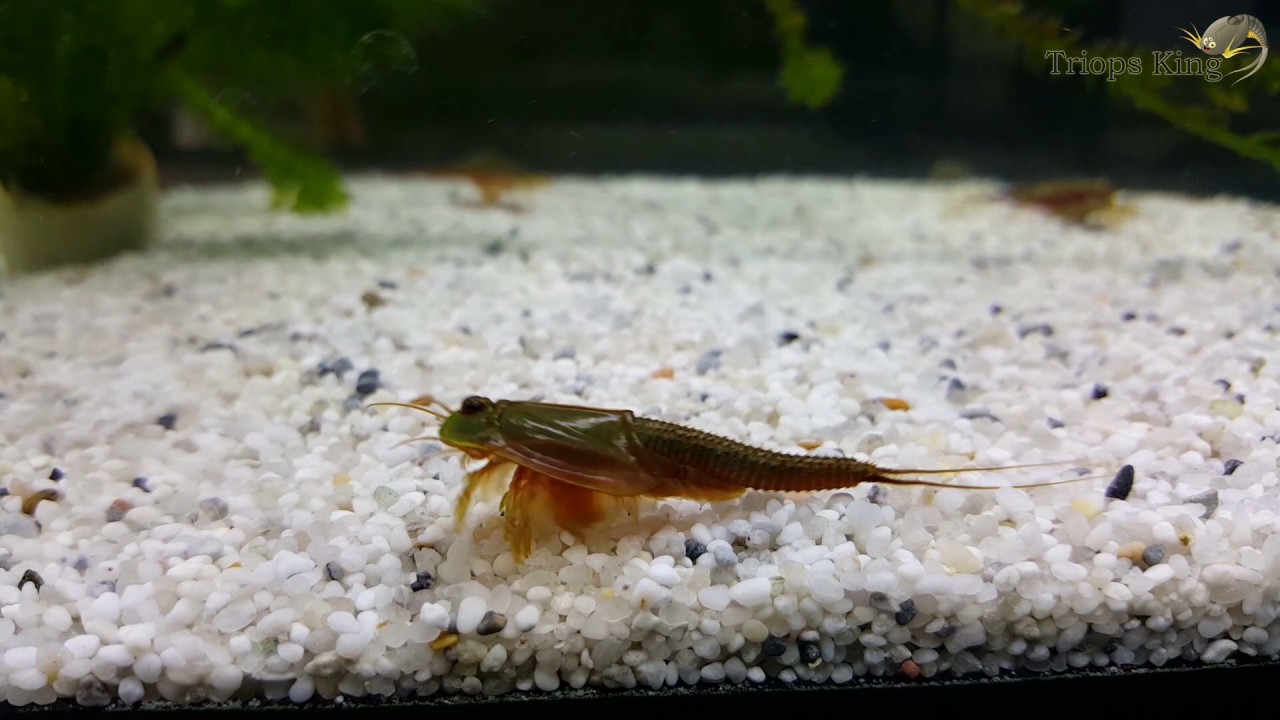 Gonochronic Longicaudatus bei Triops King - YouTube