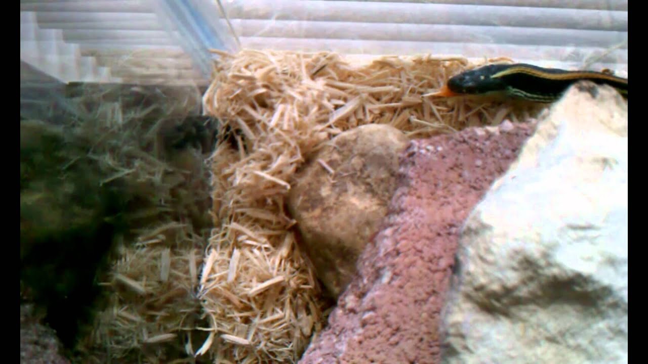 Pet Snake Eats Goldfish - YouTube