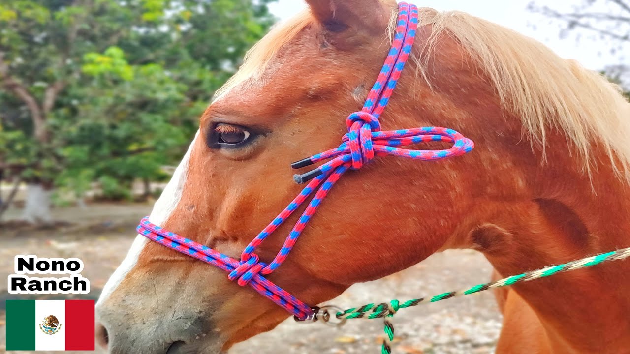 COMO HACER UNA JÁQUIMA PARA CABALLO 👌 - YouTube