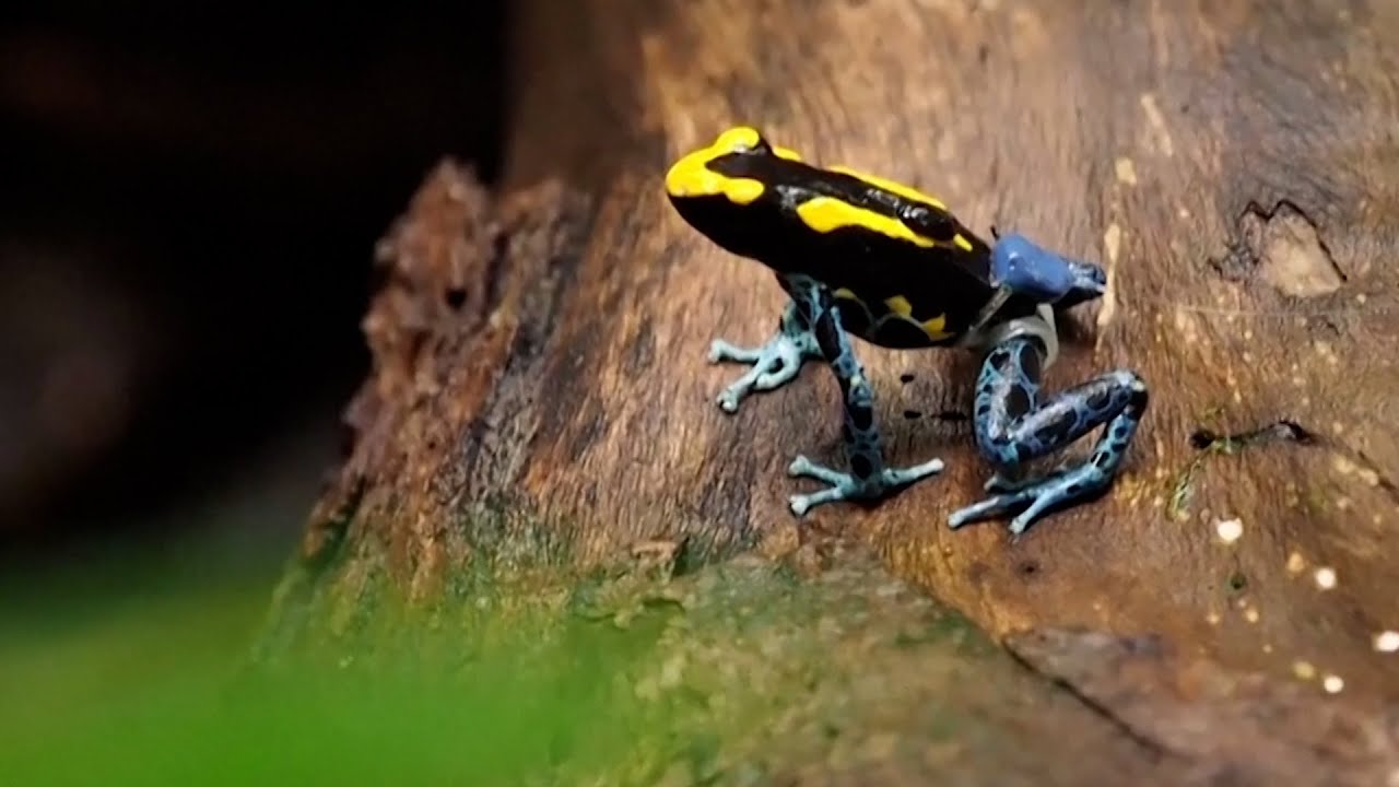Radio pants help researchers track rainforest frogs - YouTube