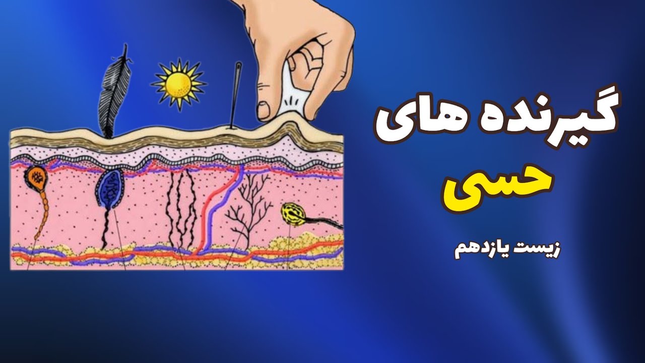 گیرنده های حسی در انسان زیست یازدهم فصل 2 گفتار 1 بخش 1 گیرنده های