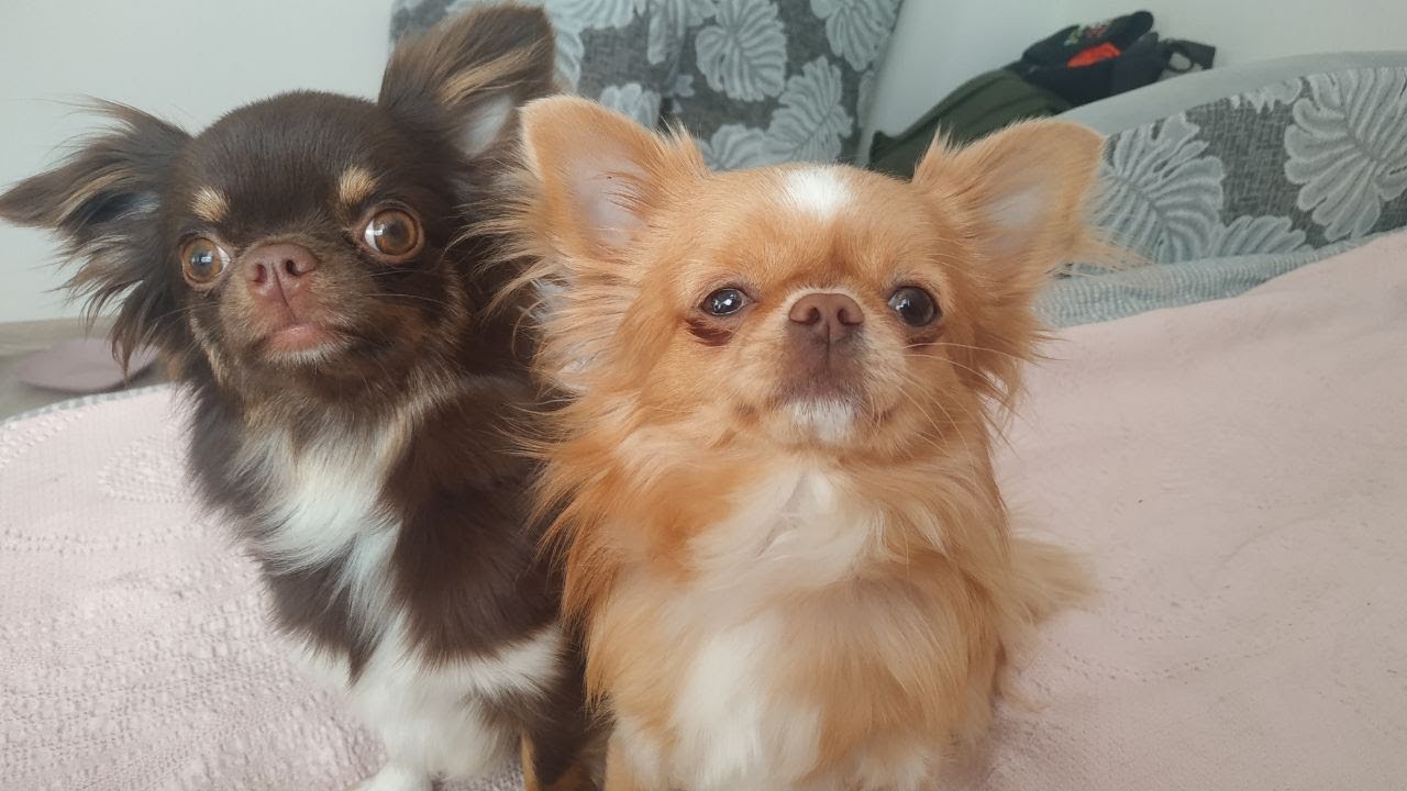 💕💕😍 ️There are never too many cute little dogs! - YouTube