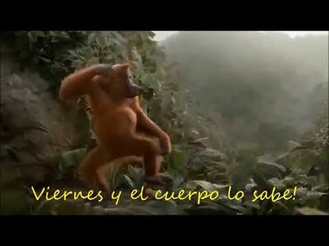 El pipis