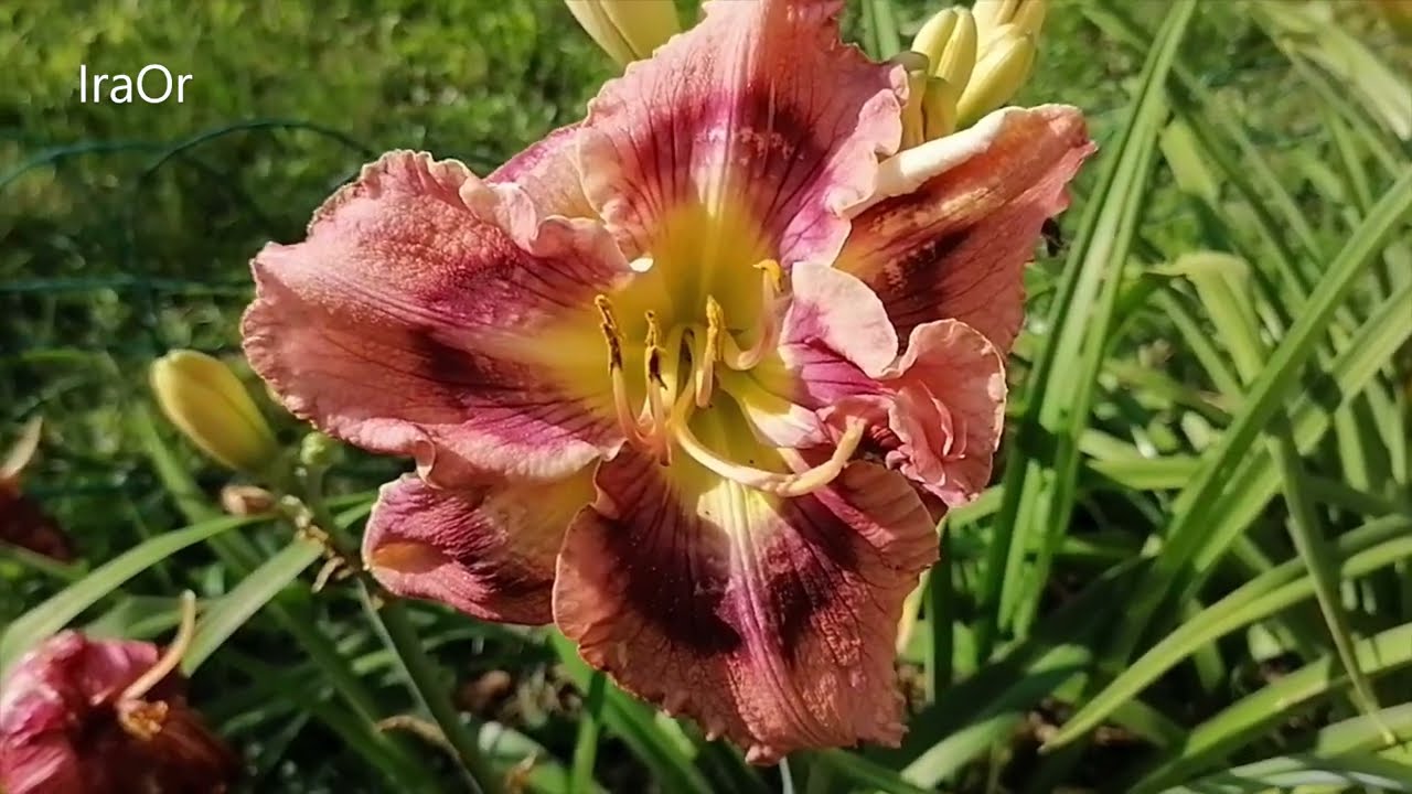 Waves Of Joy - YouTube