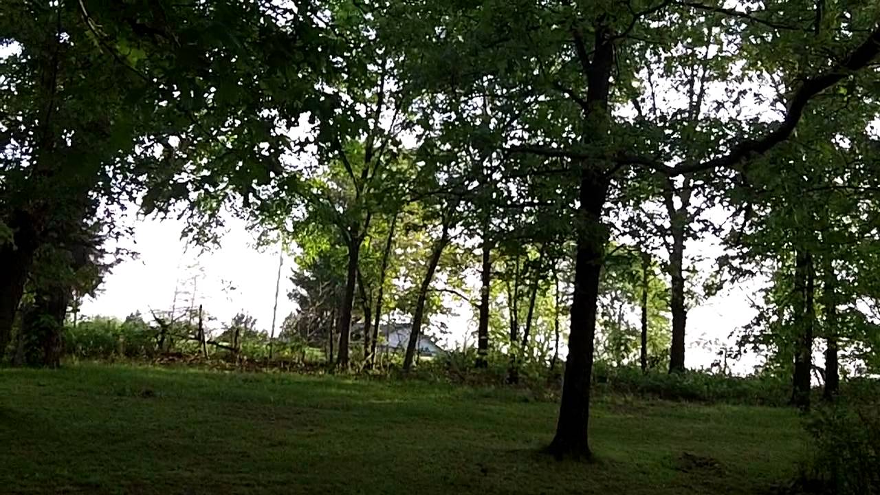 EARLY MORNING IN BK YARD - YouTube