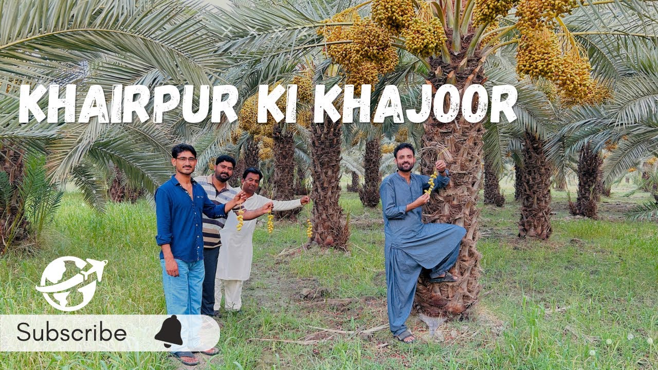 Khairpur ki mashoor Khajoor | Pakistan's Largest Datepalm Farming | # ...
