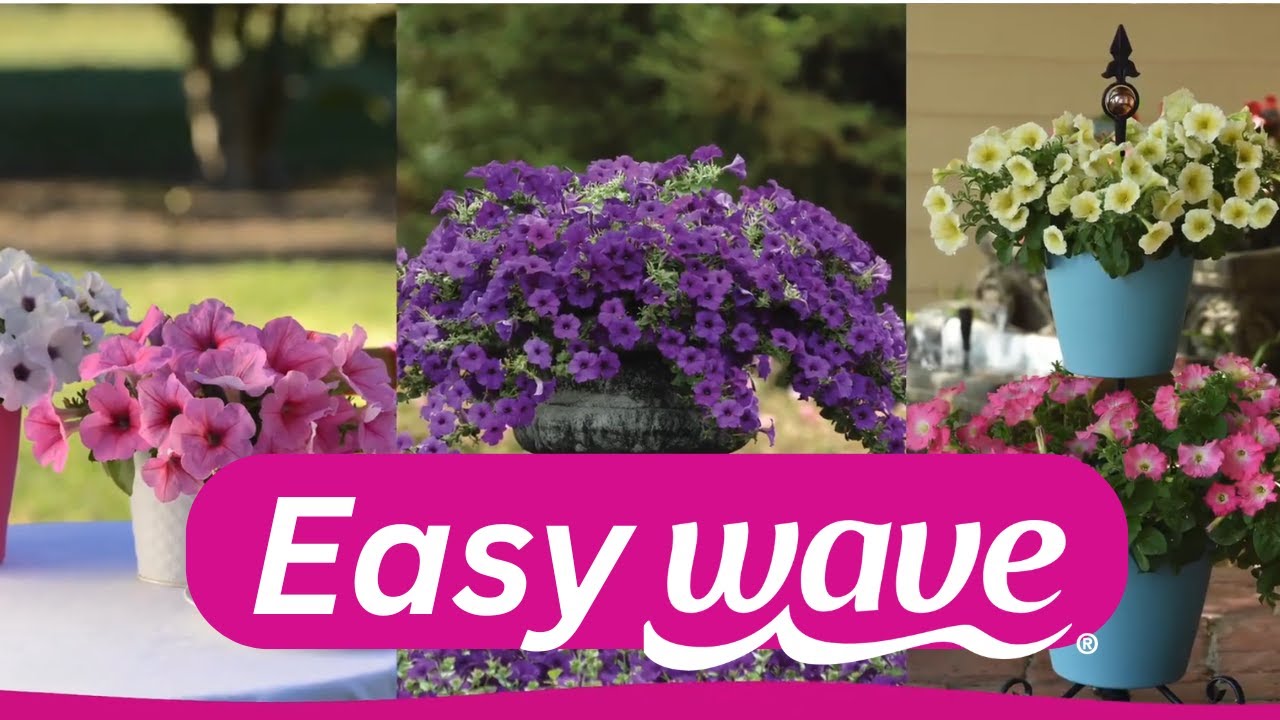 Easy Wave Petunias give you so many colors to choose! - YouTube