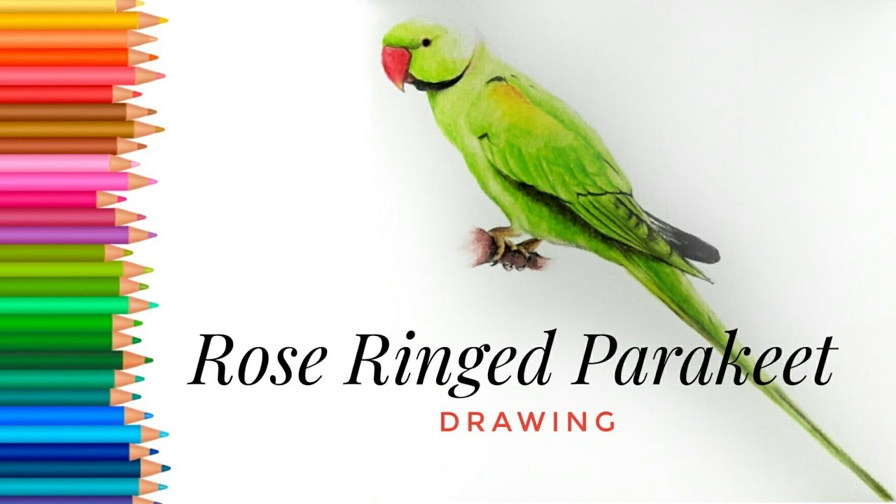 Rose Ringed Parakeet - Drawing with colored pencils ; pet drawing No ...