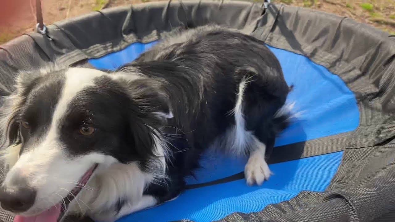 Border Collie Tries Tree Swing || ViralHog - YouTube