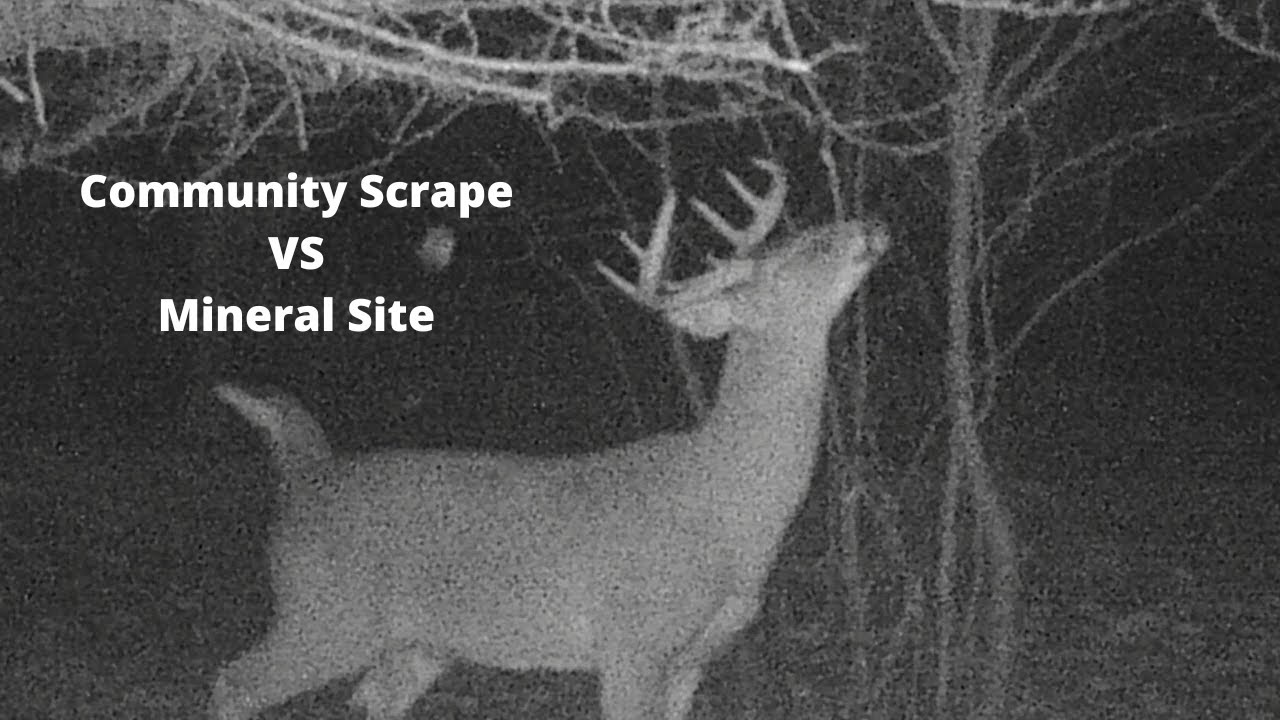 Communtiy Scrape vs Mineral Site for Trail Camera Setup - YouTube