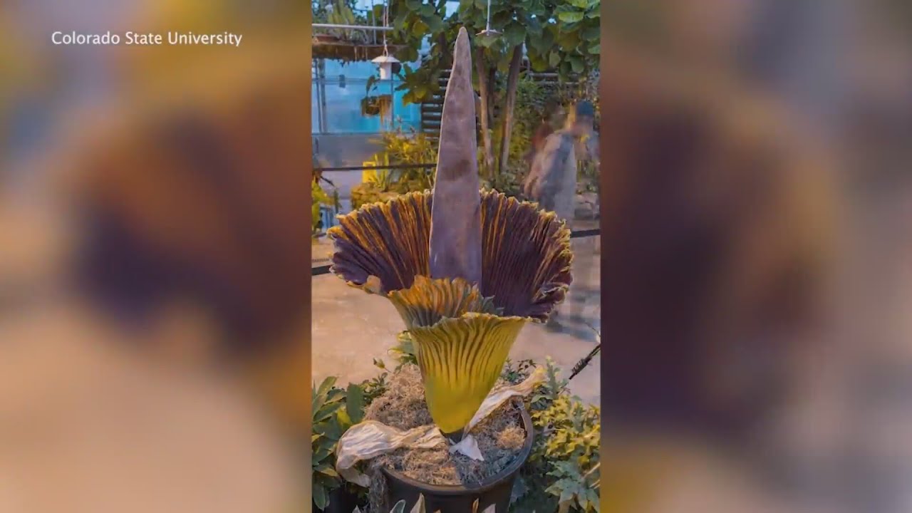 New video shows time-lapse of CSU's corpse flower blooming - YouTube